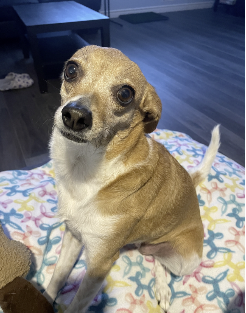 Meet Formstack’s Support Team | Formstack Blog